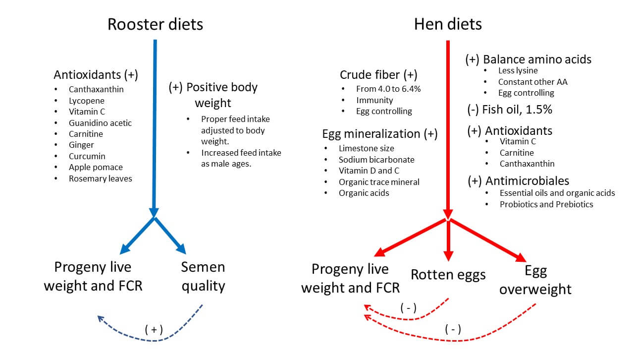 Broiler Breeders In-ovo feeding impact on chick quality