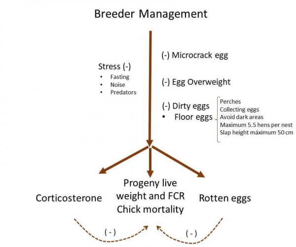Broiler Breeders In-ovo feeding impact on chick quality
